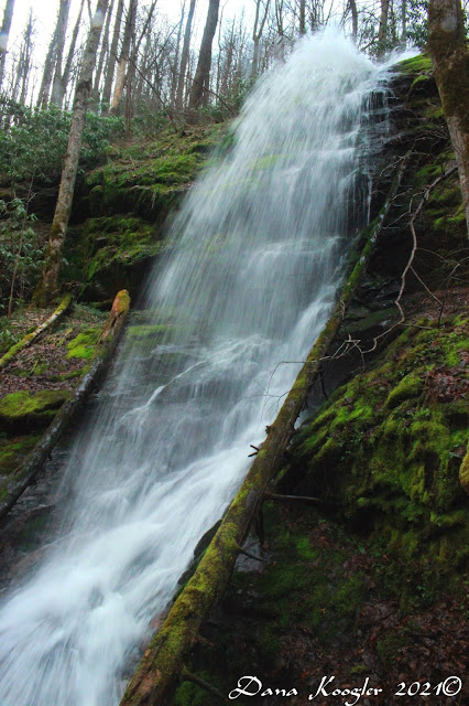 Cumberland Gal: Waterfall Keepers Trip #2: Lemon Falls, Logging Road ...