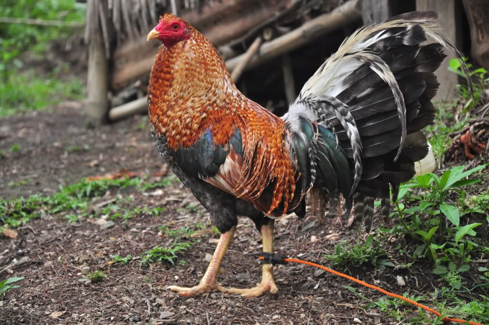 RABAI PAGES: Ngelala Bulu Manuk Part 1