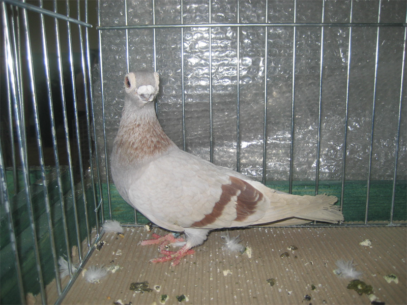Polish Wattle Pigeon ( Brodawszak Polski ) - Pigeons fall