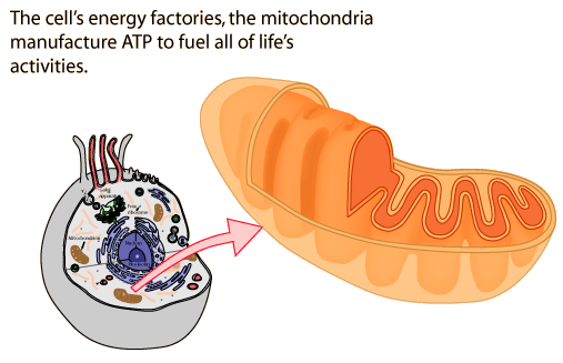 Punk Biology Student Blog: CELLULAR RESPIRATION (RESPIRASI SEL ...
