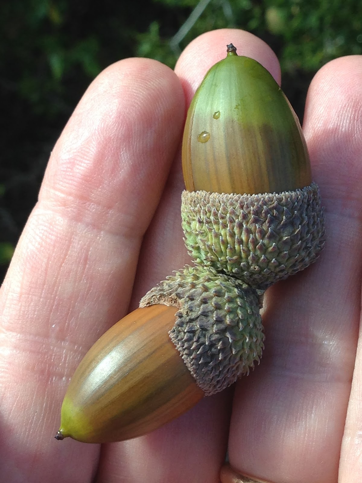 10.000 cosas que me gustan : 00179 Las Bellotas