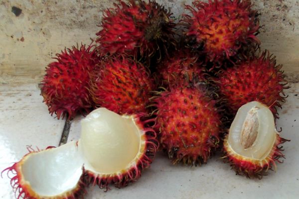 The Earth of India: All About Rambutan