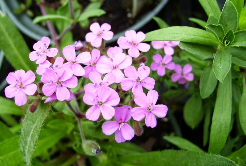 Soapwort Tea Benefits ~ Healthy Tea 101