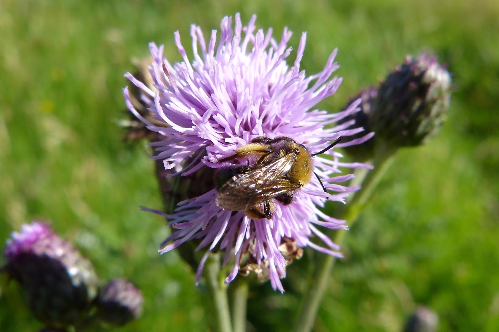 A Kilchoan Diary: Thistle Insects