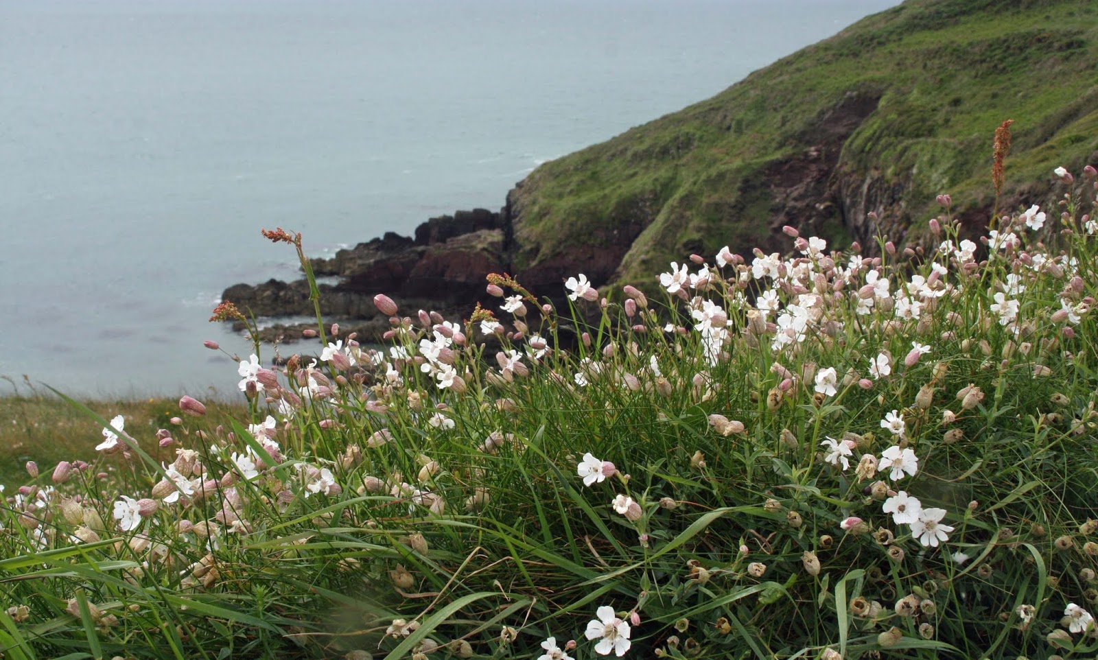 A Walk in Knockadoon