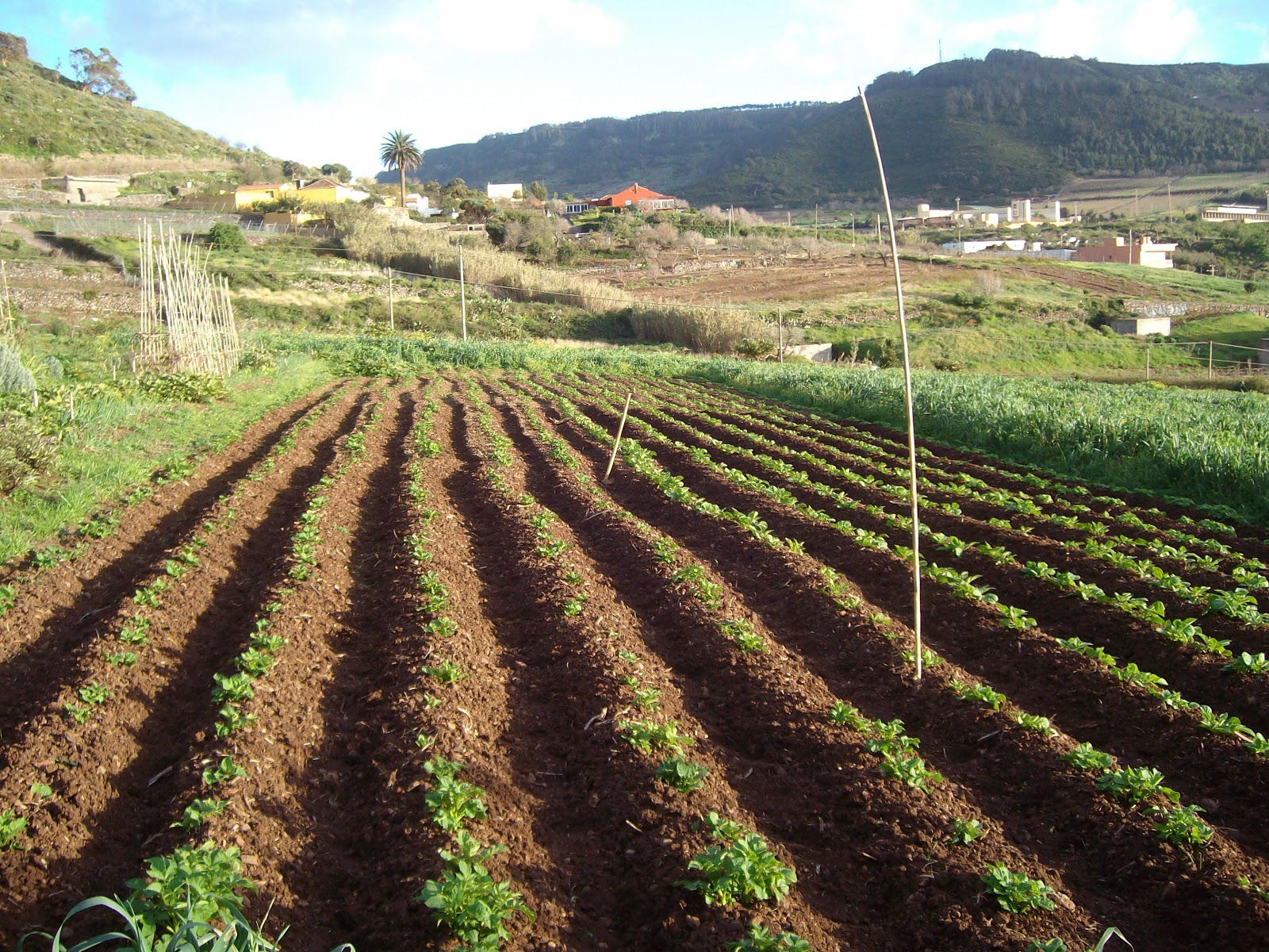 Finca Ecológica el Pilón: Cosas del día a día en la Finca el Pilón.