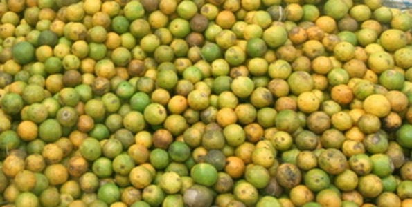 ‘Machungwa ya Tanga hayana sifa ya kuwa juisi’ ~ SHAMBANI SOLUTIONS