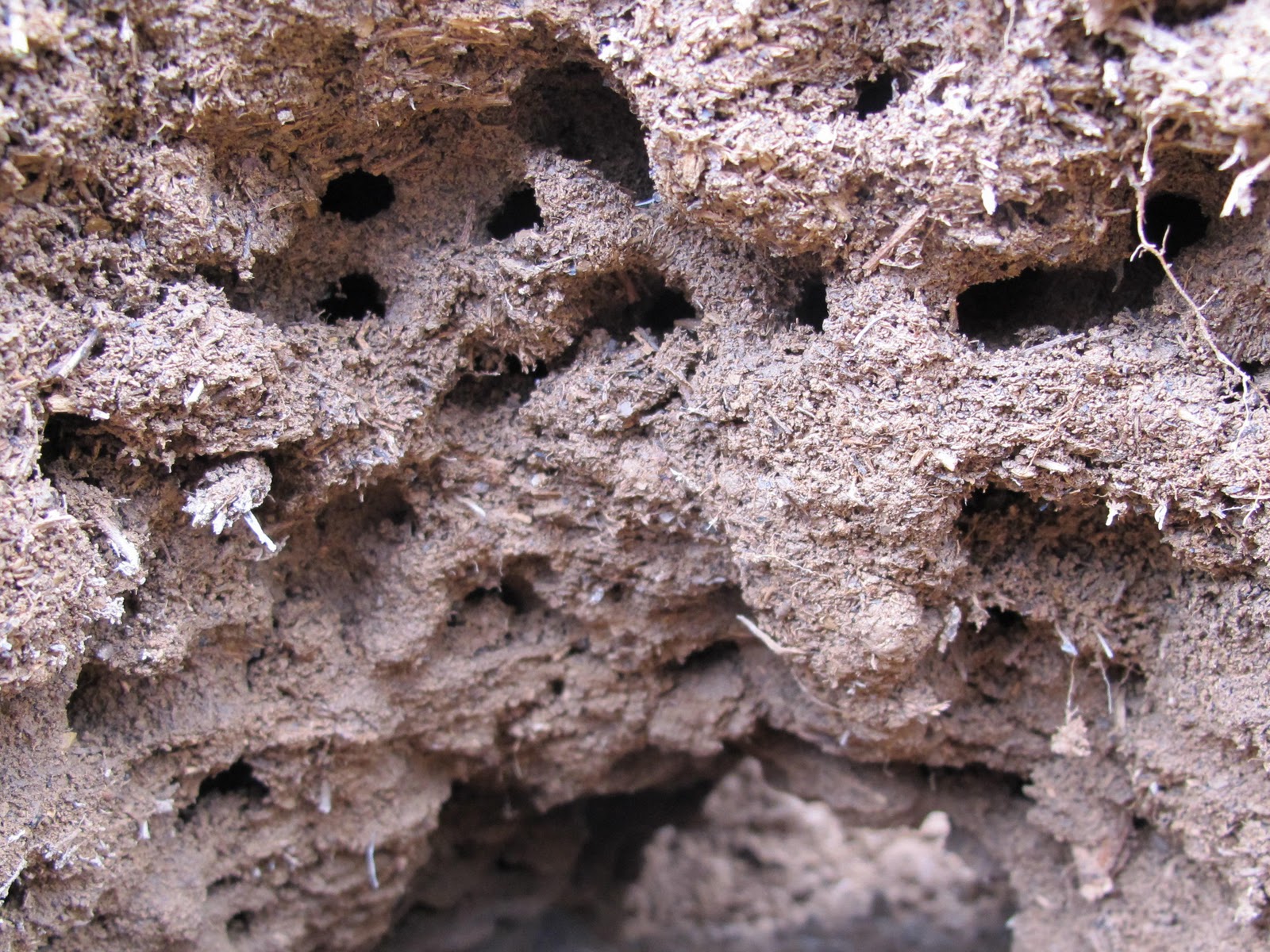 Ant Hill Inside