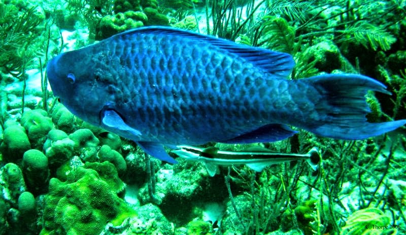 PARROTFISH photos - wallpapers (ανανεωμένο) | the fun bank