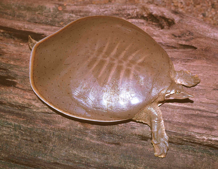 Biology of the Reptilia: Lab #2: Testudines (Nick Spies and Alex Murray)