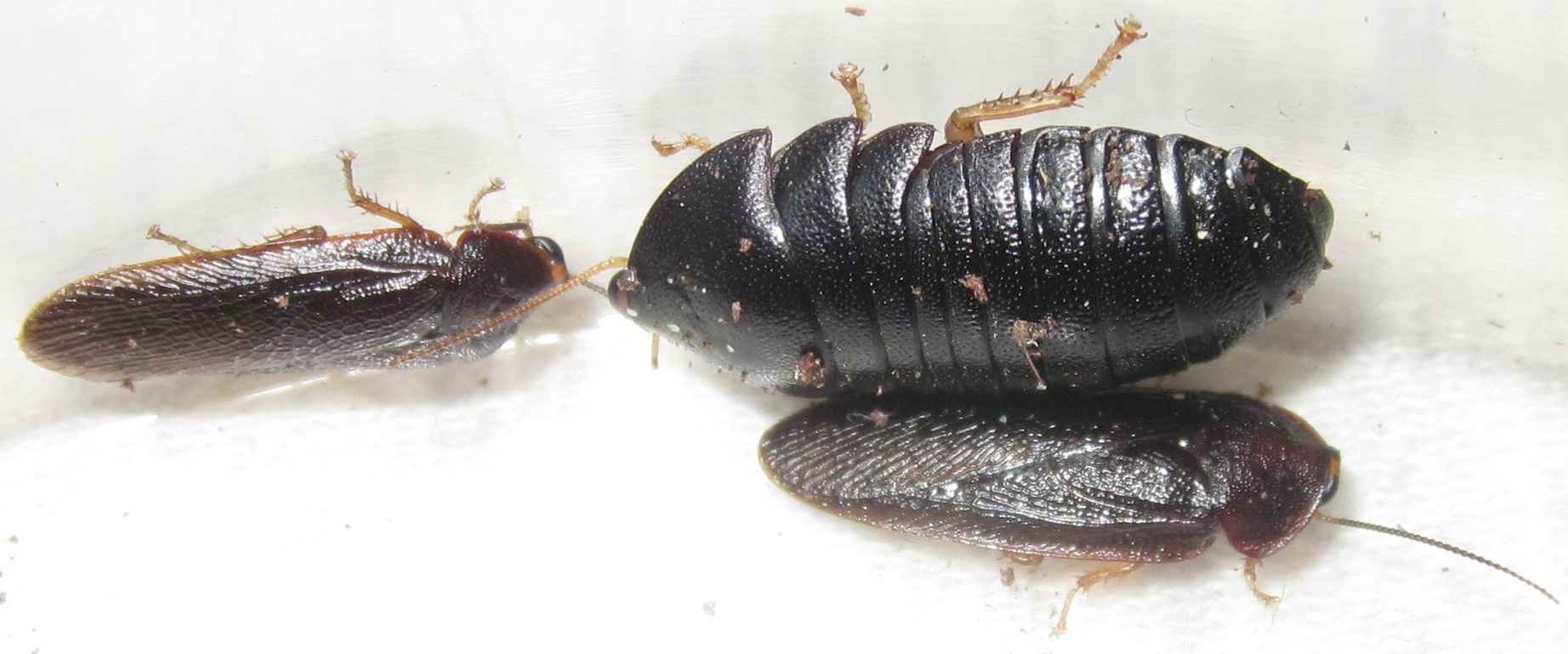 Invertebrate Dude: Some "Meh" Quality Perisphaerus Pics