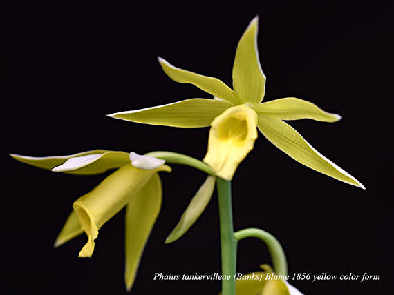Phaius tankervilleae (Banks) Blume 1856 yellow color form