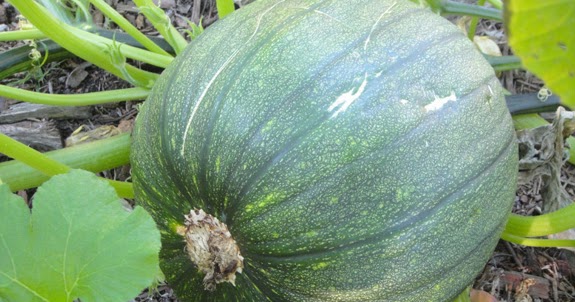 KILIMO BORA CHA MABOGA