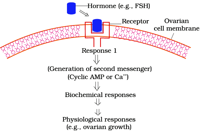 Chemical Coordination and Integration - Notes | Class 11 | Part 5 ...