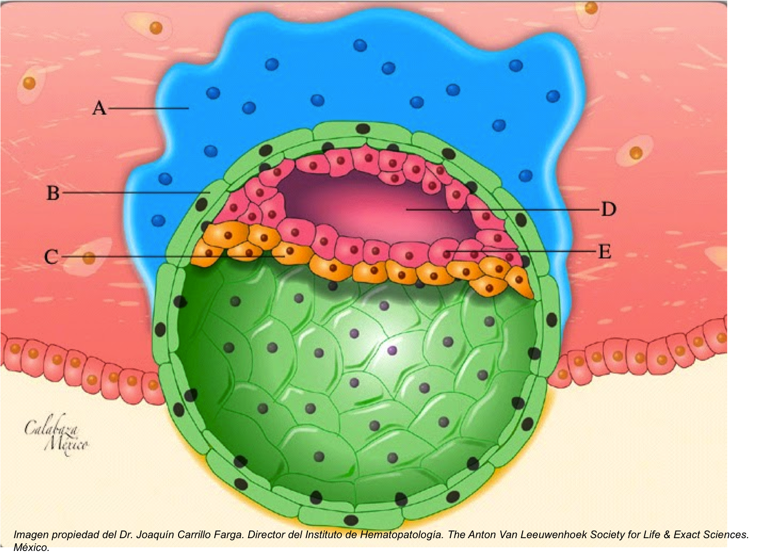 ¡Histoembriologia!: Desarrollo embrionario