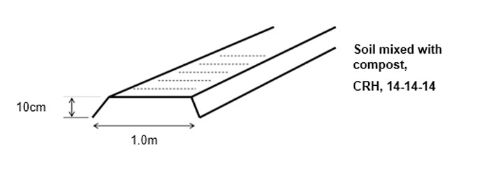 Vegetable Planting and Raising Seedlings
