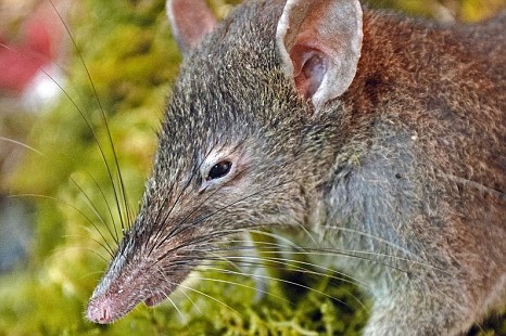 Planeta Inclusivo: Nueva especie de rata! Maravillas de la evolución!