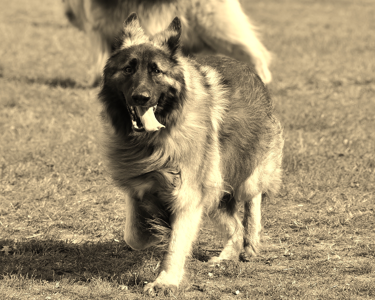 Cooper's Shiloh Shepherd Blog