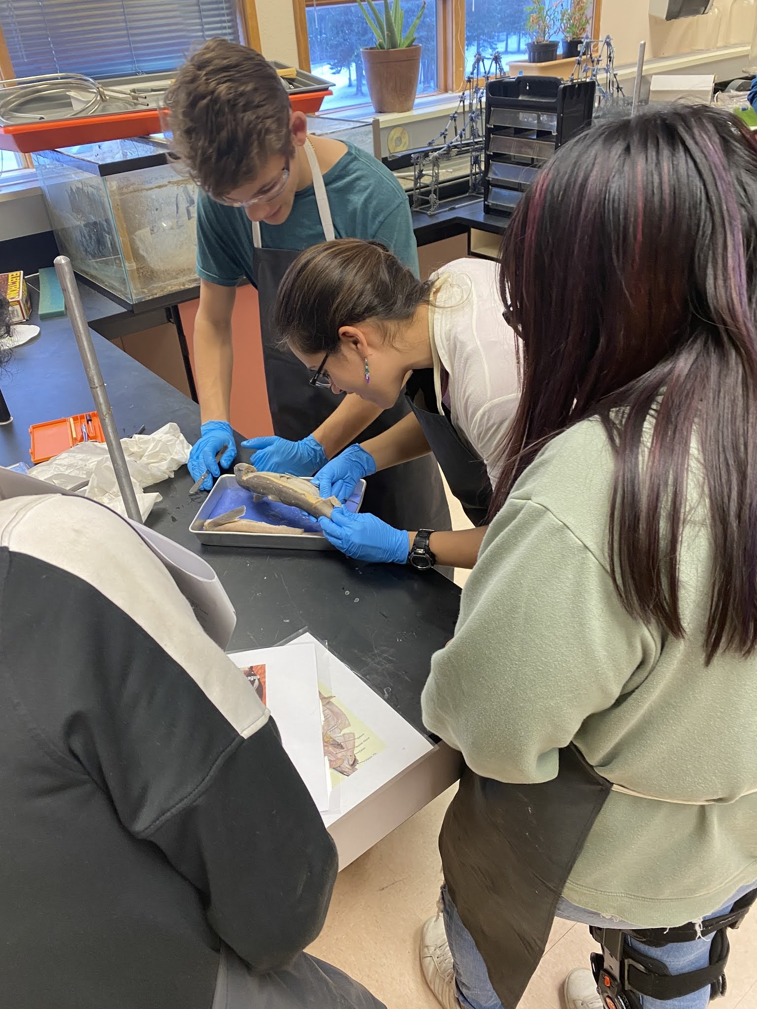 Glennallen High Marine Biology Class Dissects Sharks | Copper River ...