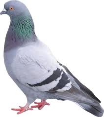 Tips Dan Cara Merawat Burung Merpati - Trend burung