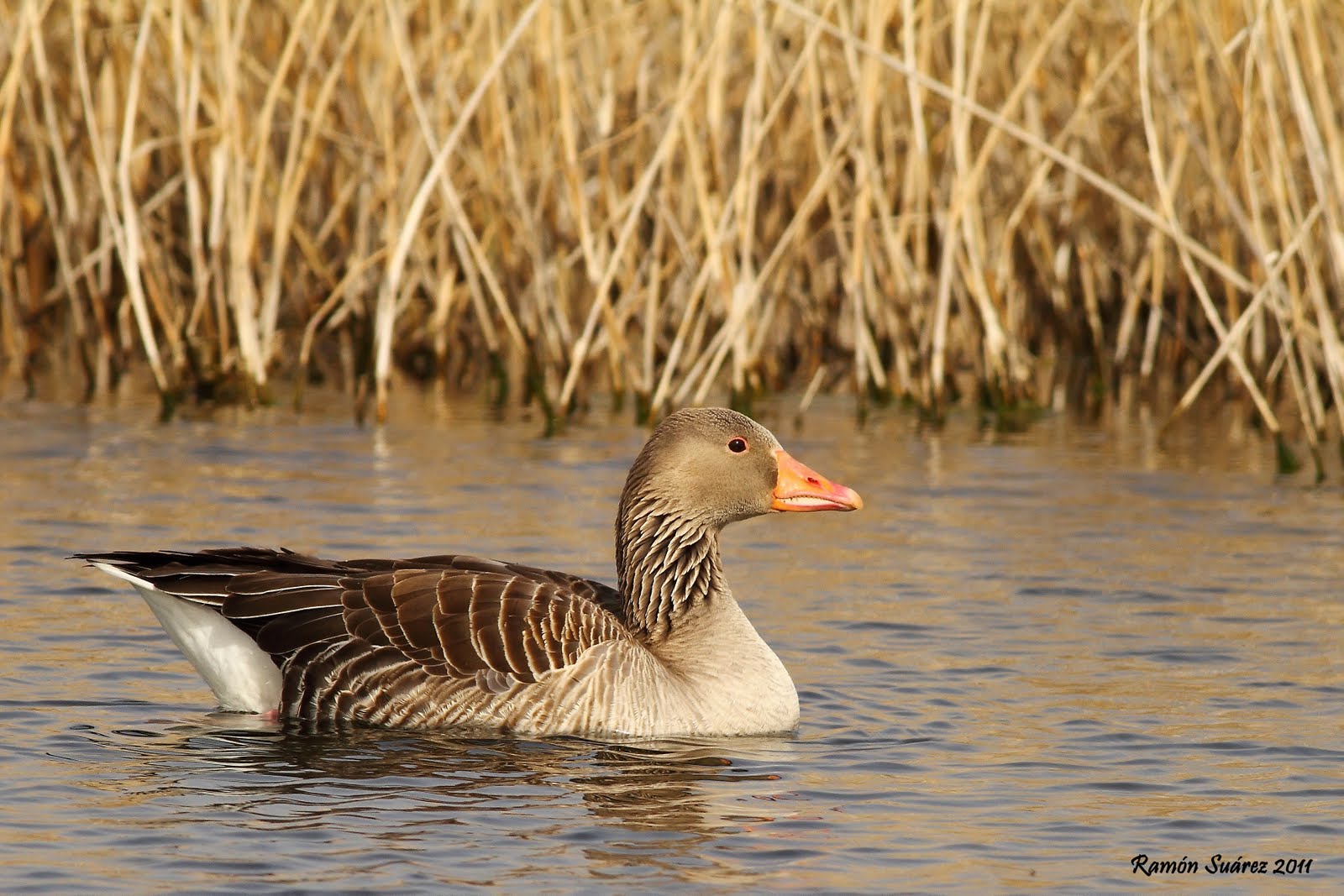 AVES Y ESTRELLAS: Ánsar común (Anser anser)