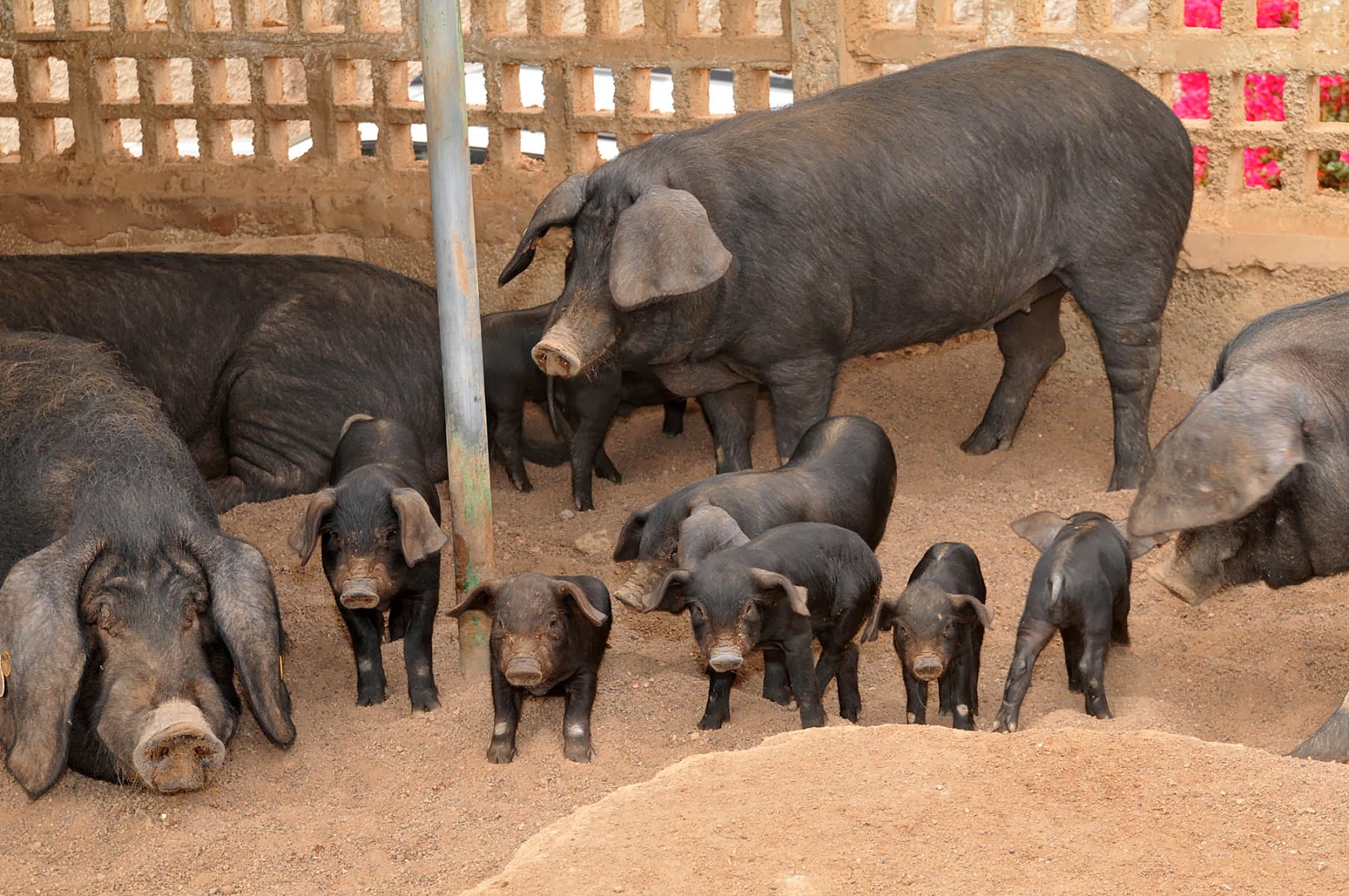 El Cochino negro canario, un manjar exquisito. | grancanariatv.com ...