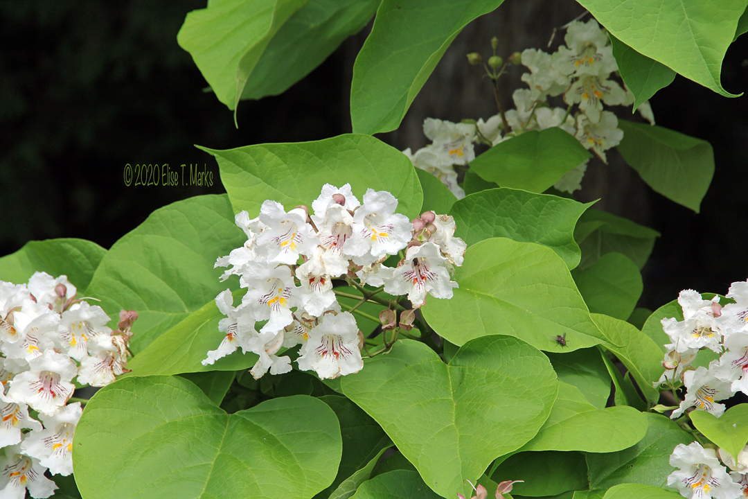Elise Creations & Passions: Catalpa Tree Flowers