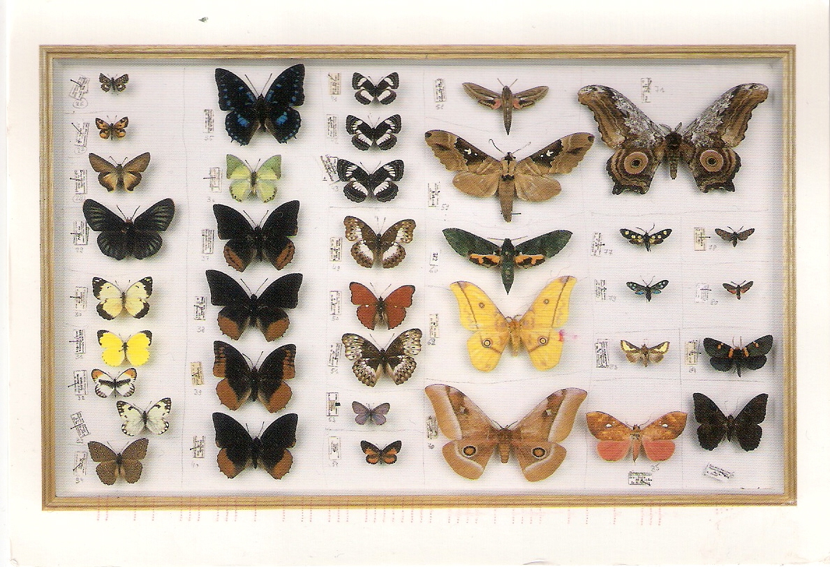 The Postal Picture: Lepidoptera