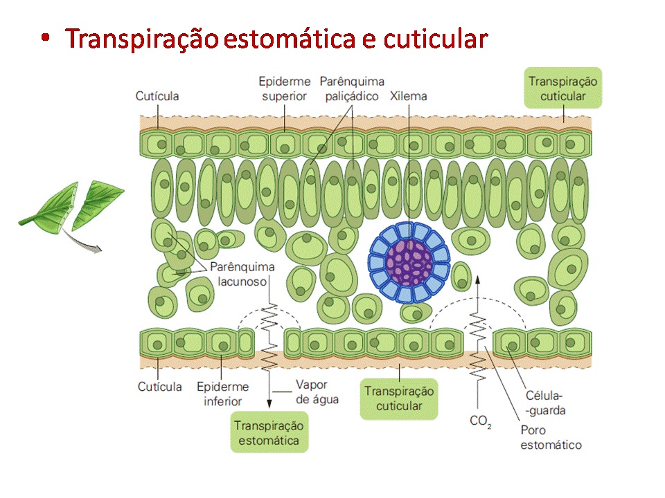 Biologia: Estômato