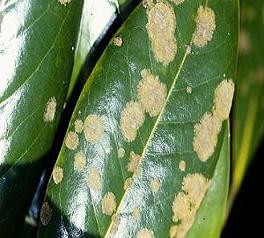 AGRICULTURE: MANGO DISEASES PICTURES