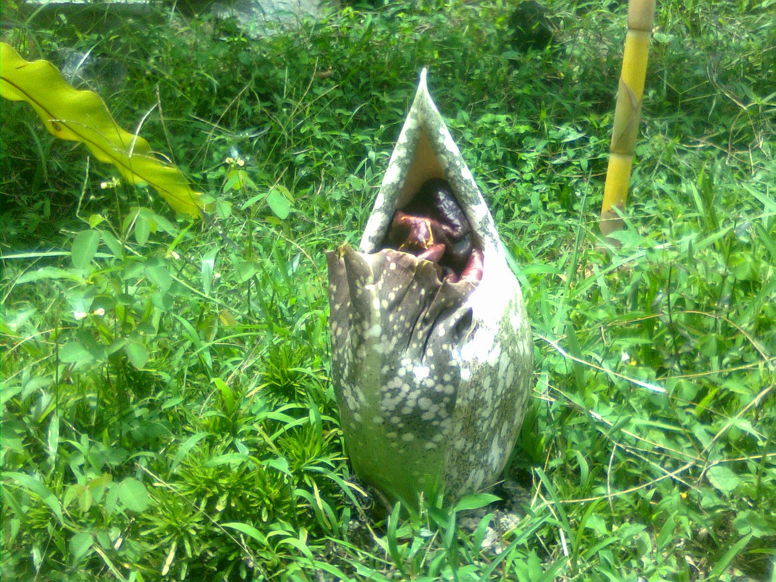 kidaran කිඩාරන්: Kidaran Mala කිඩාරන් මල