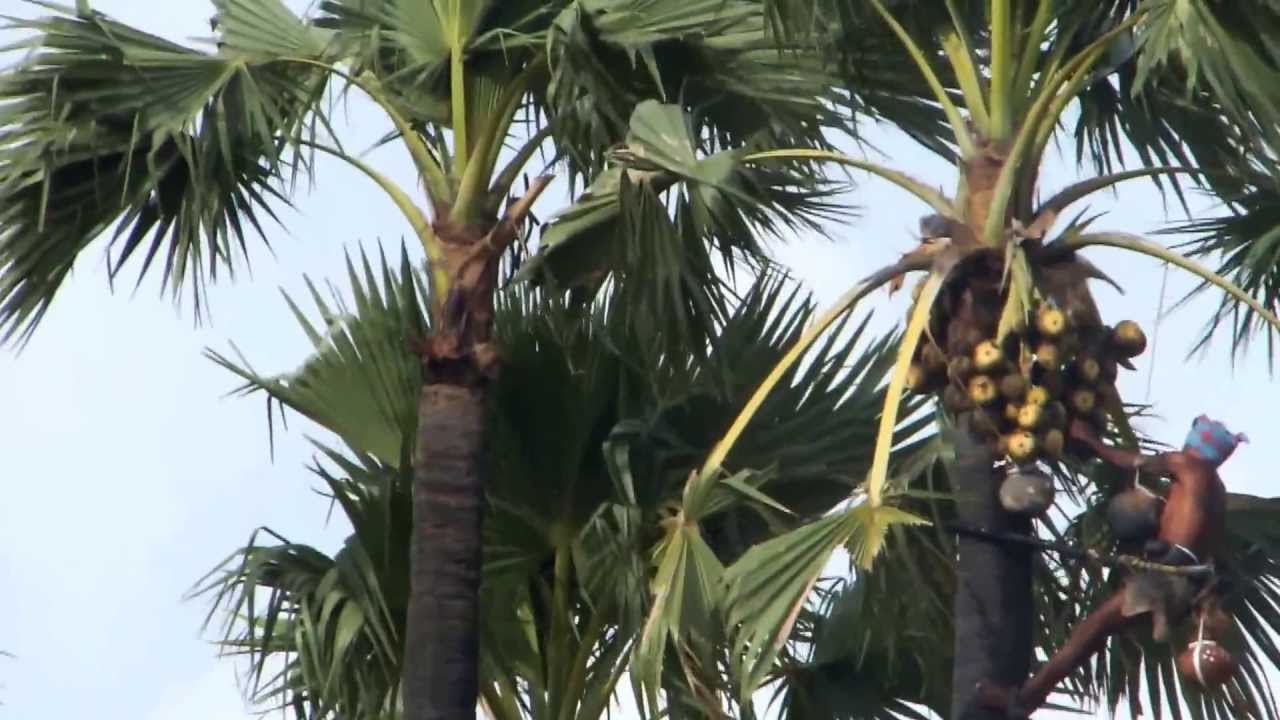 Palm Tree - பனை செழித்தால் பாரம்பரியம் செழிக்கும், பனை அழிந்தால் ...