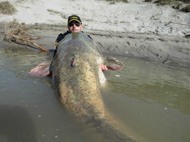 Nature alerte: 25/02/2015...Italie: Incroyable, il pêche un poisson ...