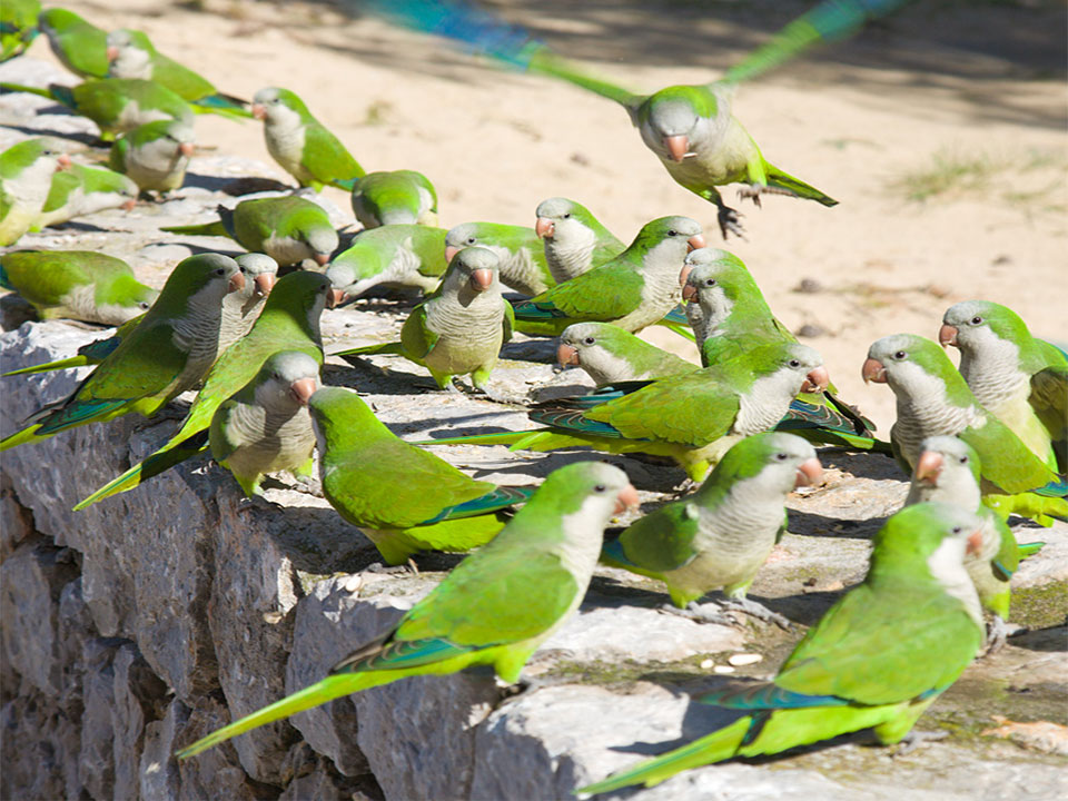 Monk Parakeet or Quaker Parrot is highly Intelligent and Social Bird