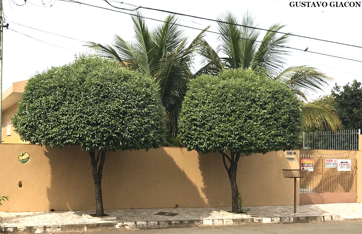 Viveiro Ciprest - Plantas Nativas e Exóticas: Oiti ( Licania tomentosa )