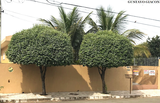 Viveiro Ciprest - Plantas Nativas e Exóticas: Oiti ( Licania tomentosa )