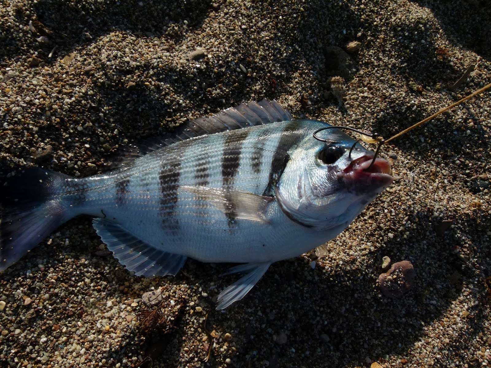 Machado SurfCasting: Chopa Navideña.
