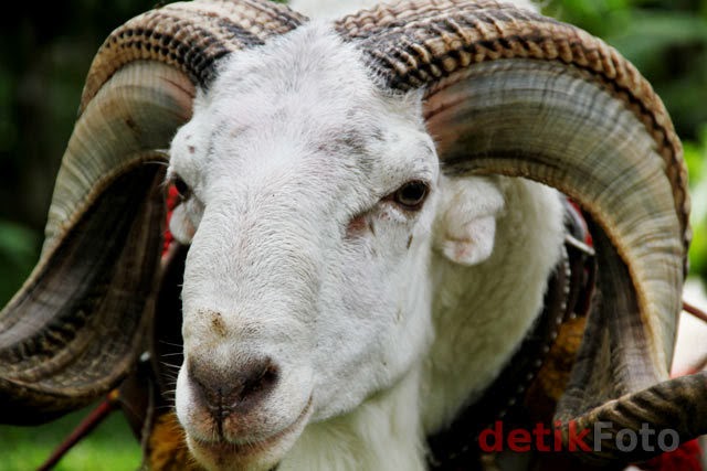 Budidaya Domba Garut (Ovies Aries) ~ Serba Budidaya