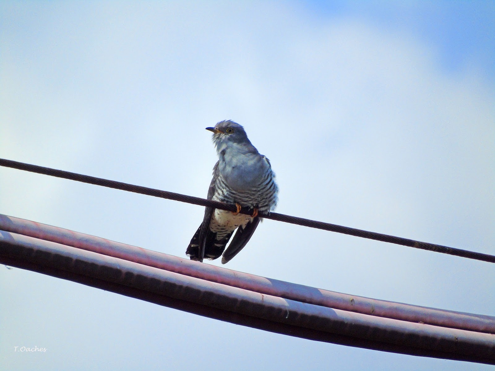 PASARI DIN ROMANIA: CUCUL (1), Cuculus canorus
