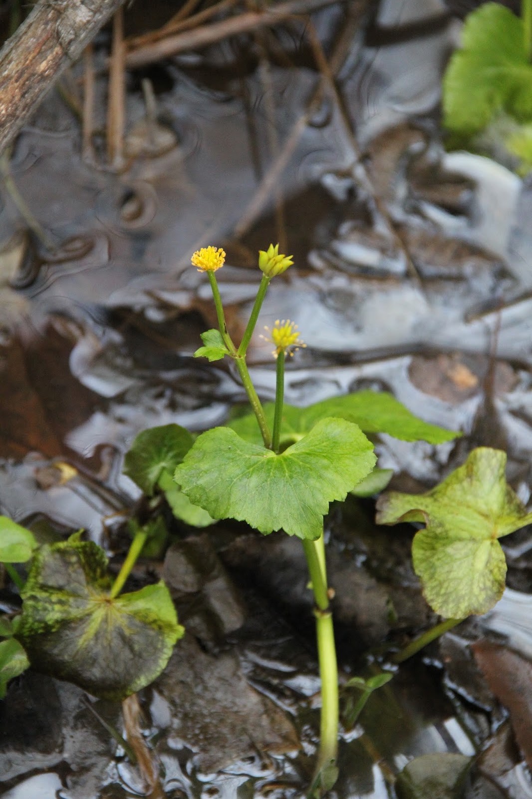 Isabella Conservation District Environmental Education Program ...