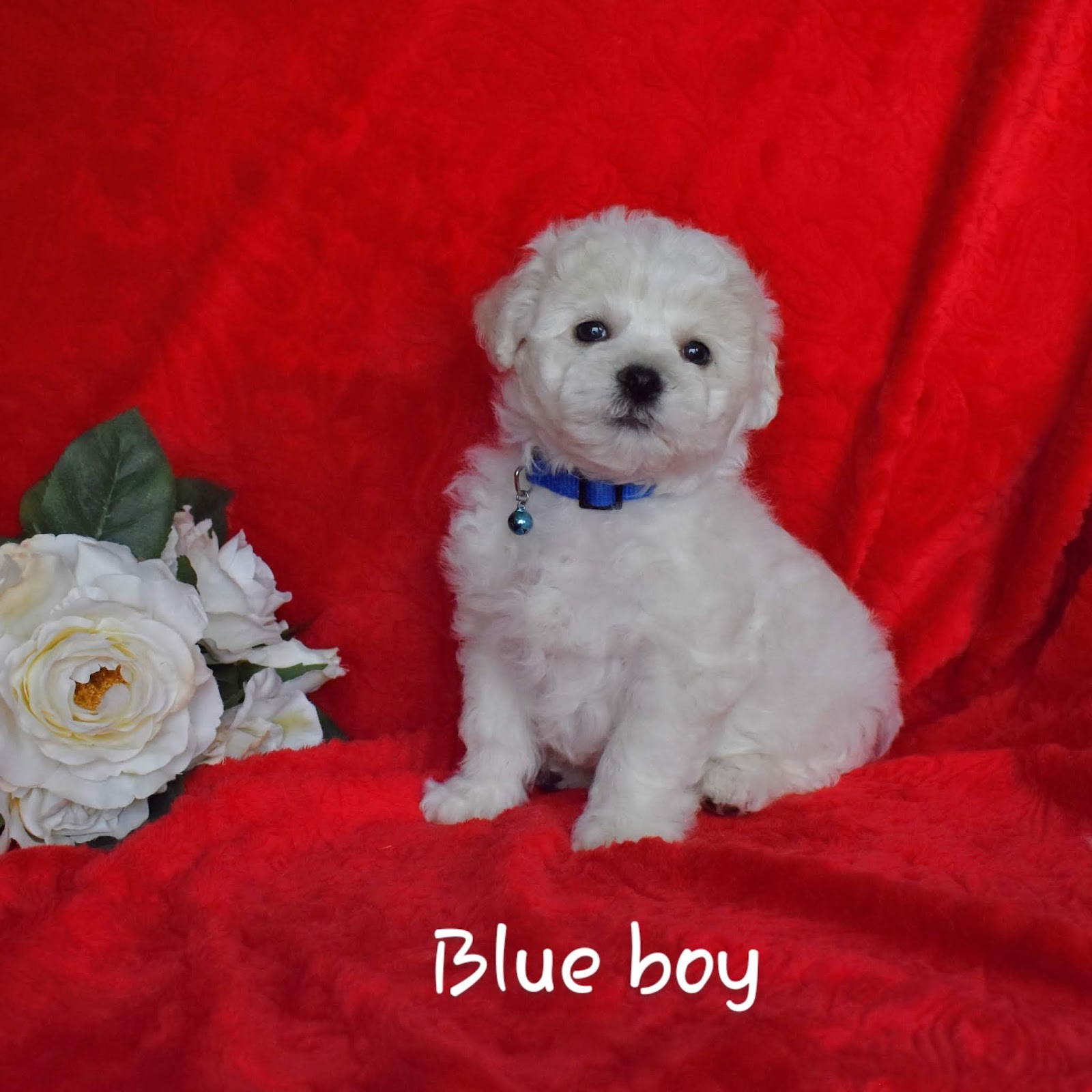Kay-Tay Bichon Frise