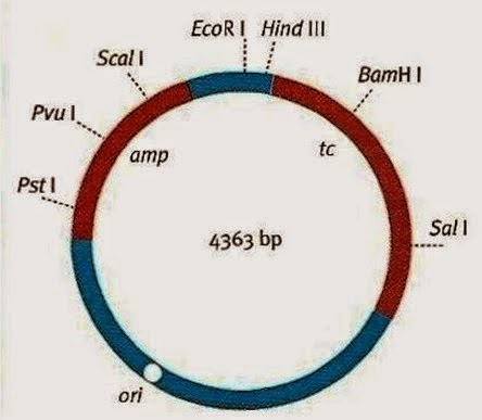 Apuntes de Biotecnología: Vectores de transformación genética