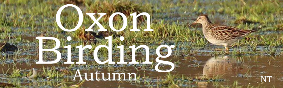 Oxon Birding Blog