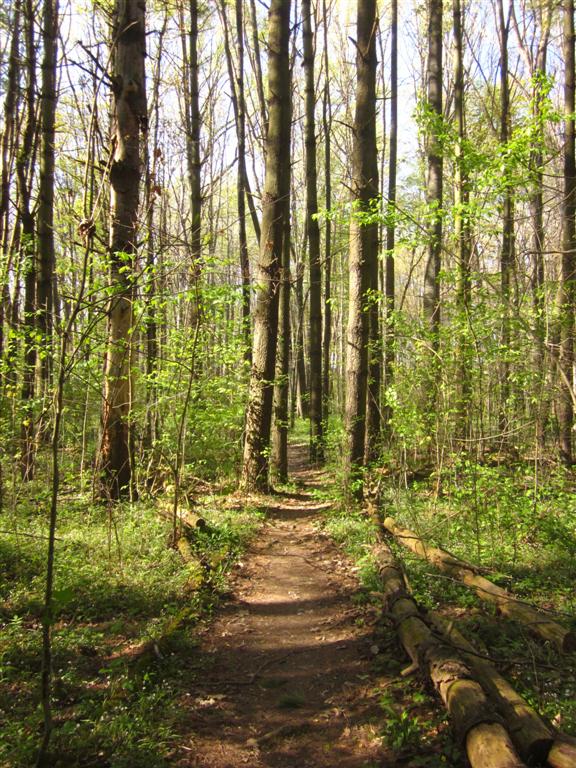 All about trees and plants: Southwest Michigan