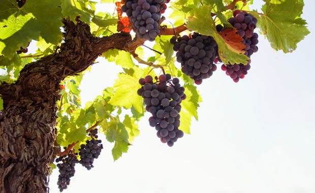 EBD: Educação que produz Vida: JESUS, A VIDEIRA!