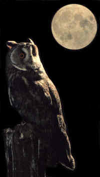 LUZ Y OSCURIDAD HERMANADAS: FAMILIARES DE LAS BRUJAS