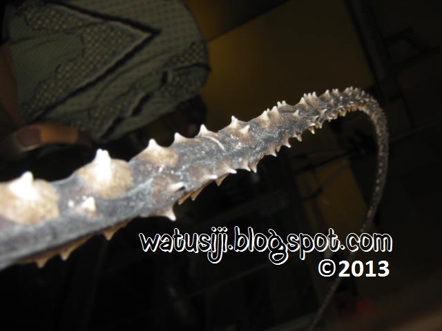 Watusiji Nusakambangan Gemstone: Ekor Pari Brahma Pantai Selatan