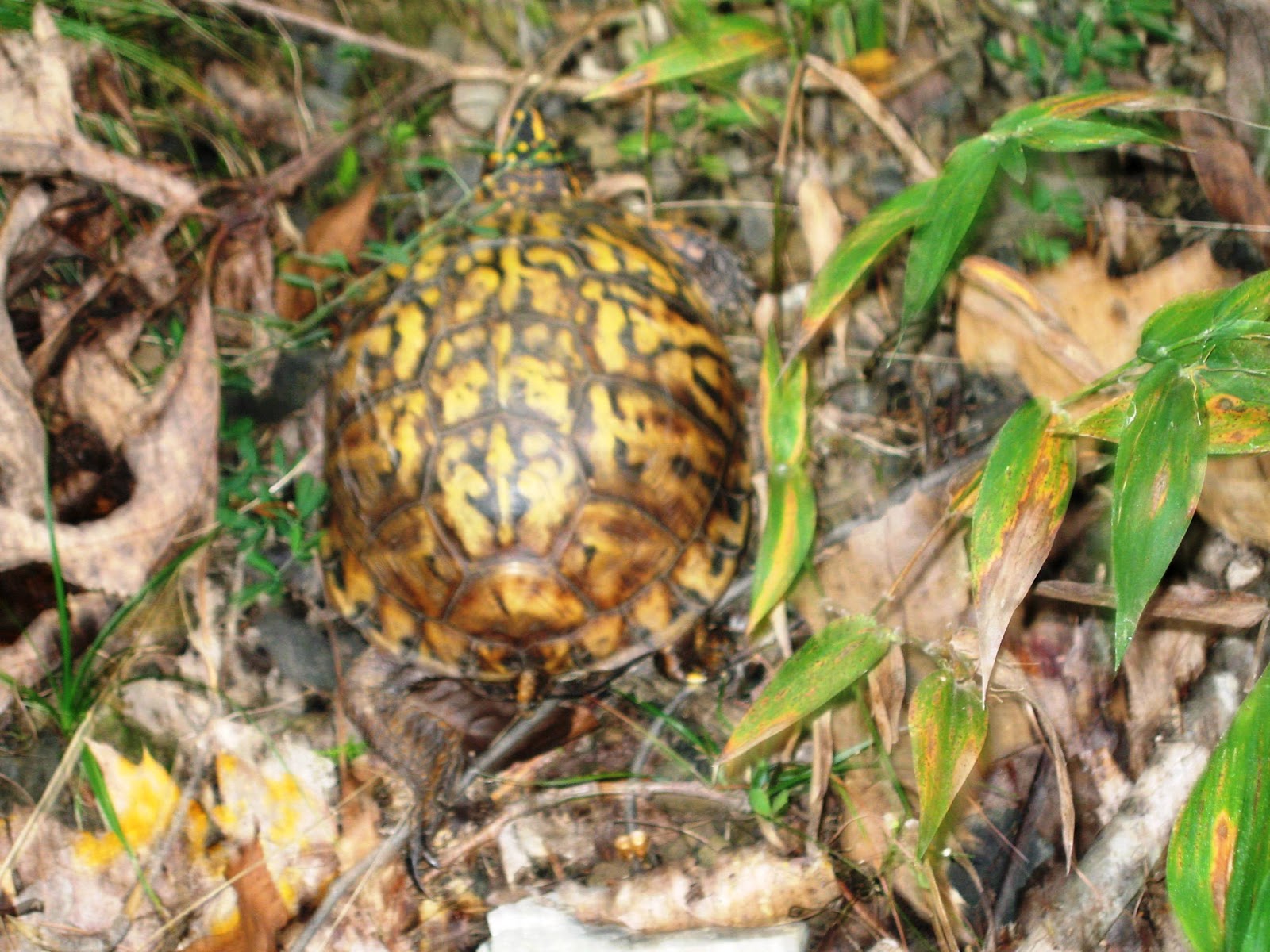 Exploding Table! Gretchen’s Match; Dictionary Geek; Turtle Camo; A ...