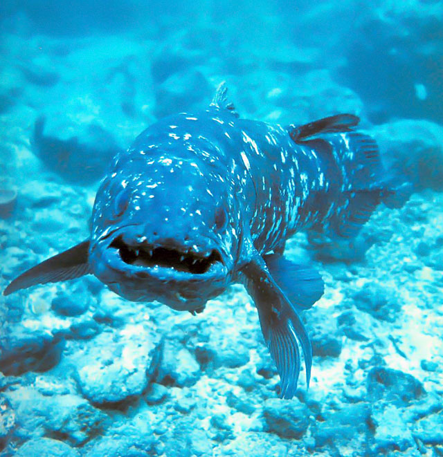 Coelacanth | The Life of Animals