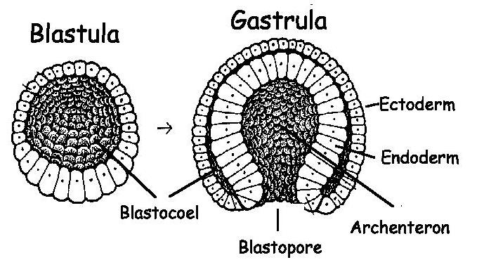 Endoderme; Endoderms